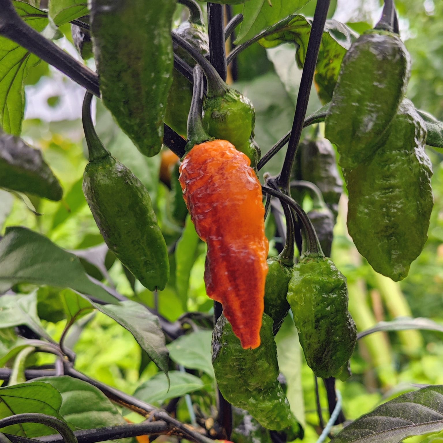 Piment Padron | CoqHot